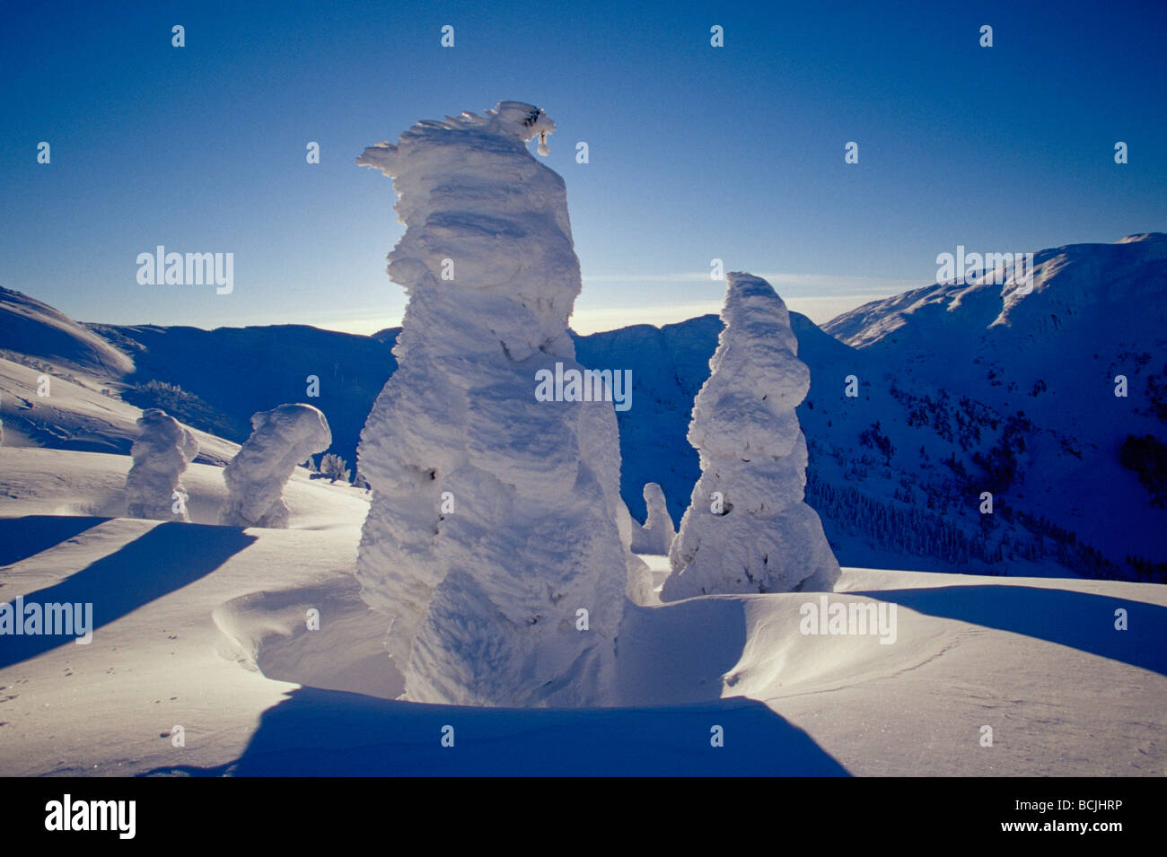 Fresh Snow Clinging to Trees in Alpine Meadow SE Alaska Stock Photo - Alamy