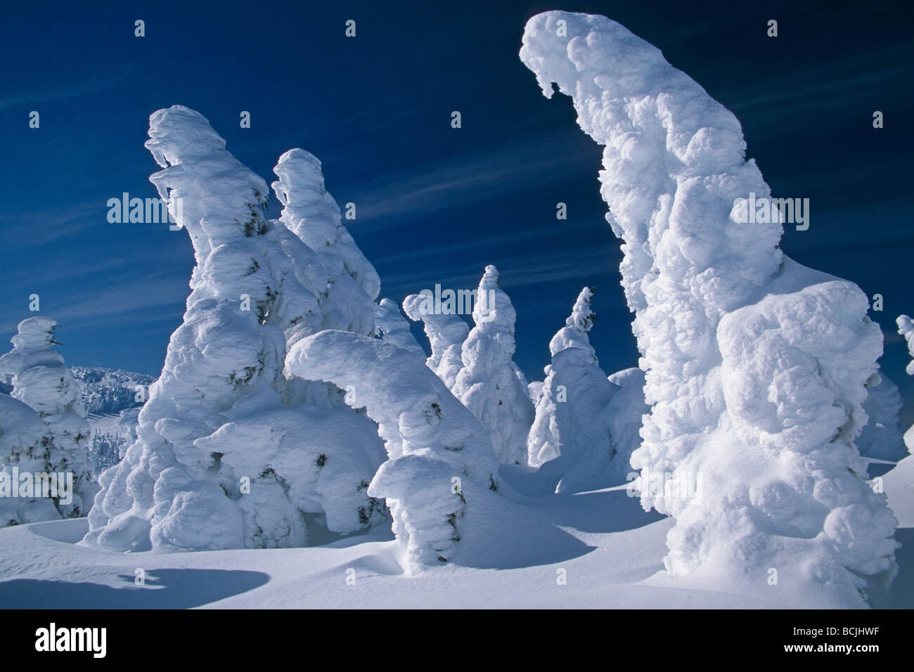 Heavy Snow Laden Trees @ Eaglecrest Ski Area SE AK Winter near Juneau ...