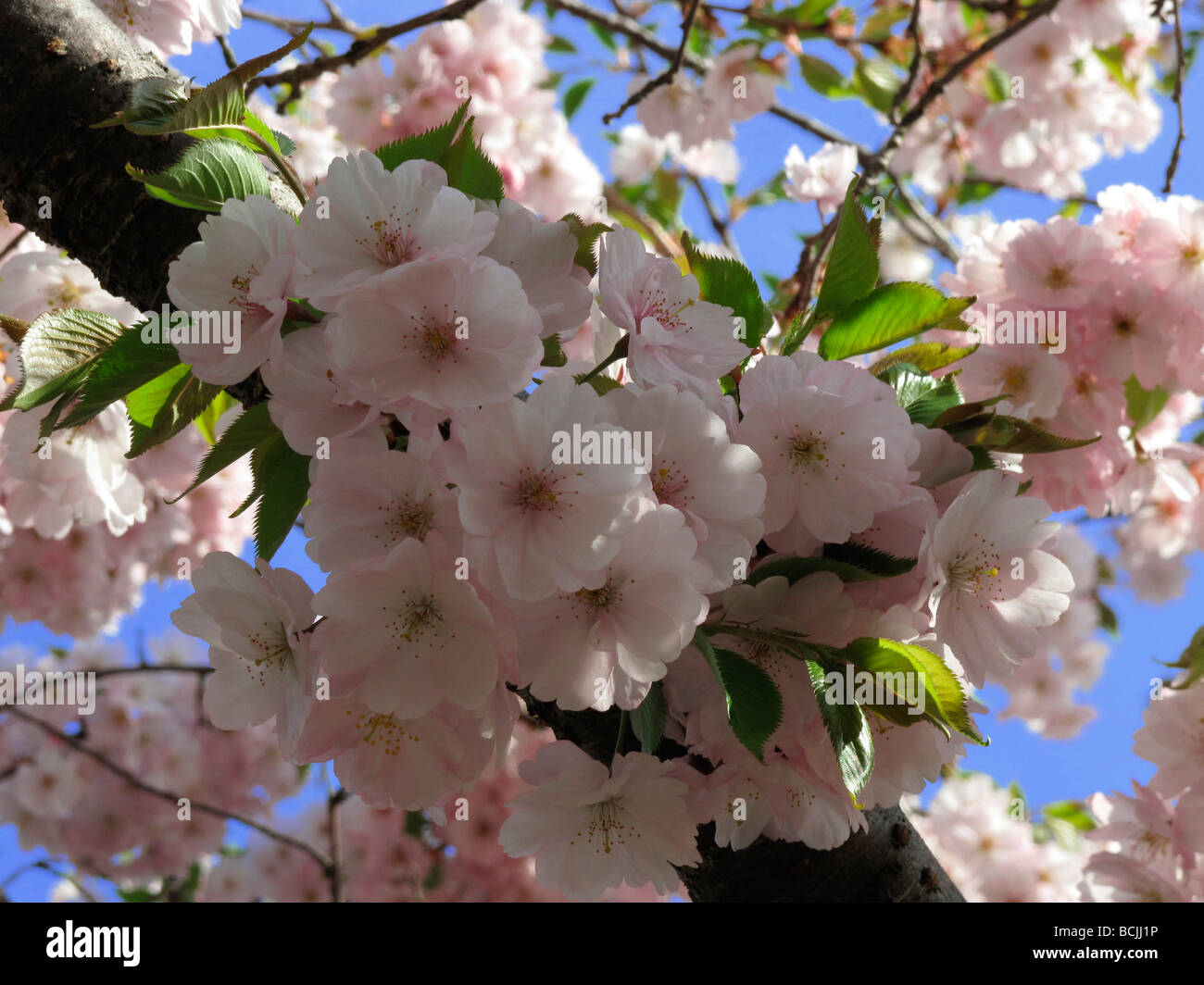 Cherry blossom in Spring Stock Photo - Alamy