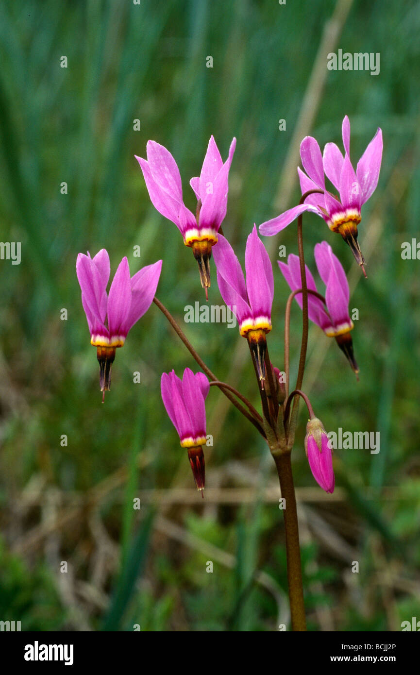 Close Up of Shooting Star Wildflowers Alaska Summer Stock Photo - Alamy