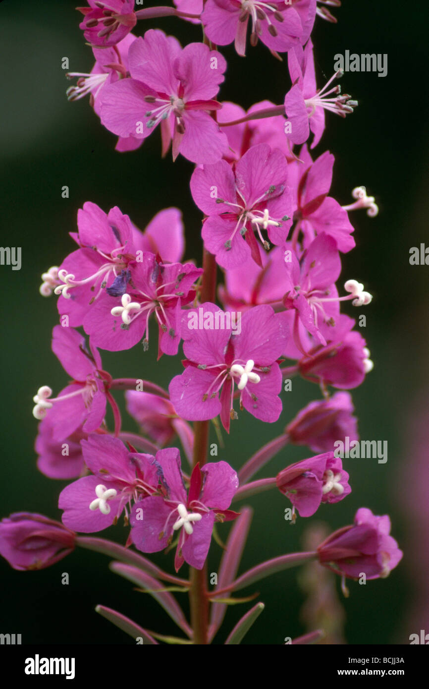 Close Up of Fireweed Blooms in Meadow KP AK Summer Stock Photo - Alamy