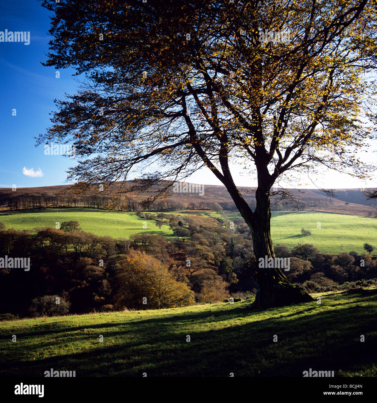 Autumn scene on Exmoor National Park near Luccombe Stock Photo - Alamy