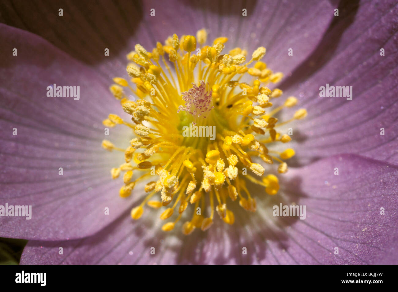 Alaska poppy hi-res stock photography and images - Alamy