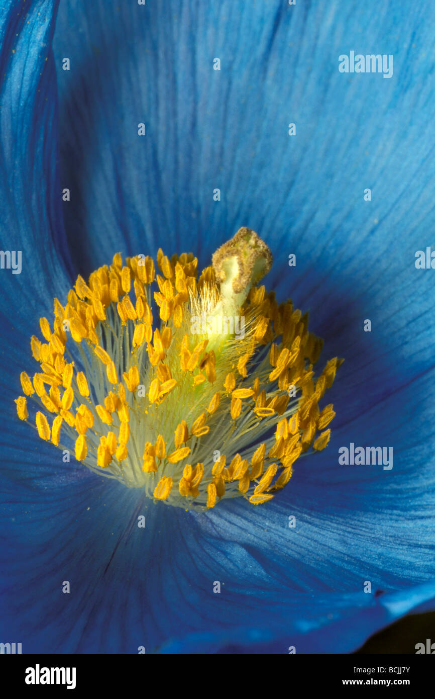 Alaska poppy hi-res stock photography and images - Alamy