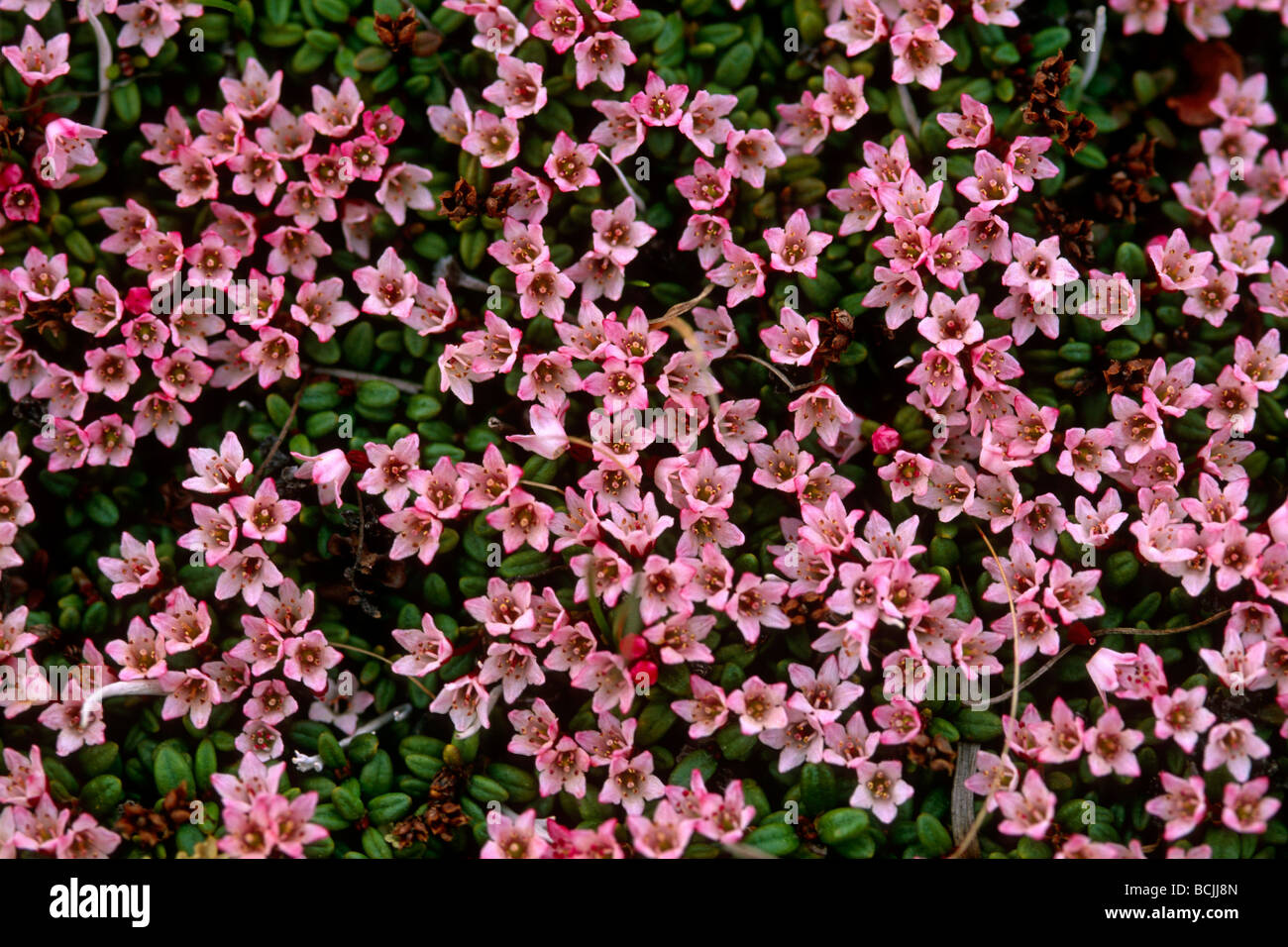 Close Up of Alpine Azelea Wildflowers Denali NP IN AK Summer Stock ...