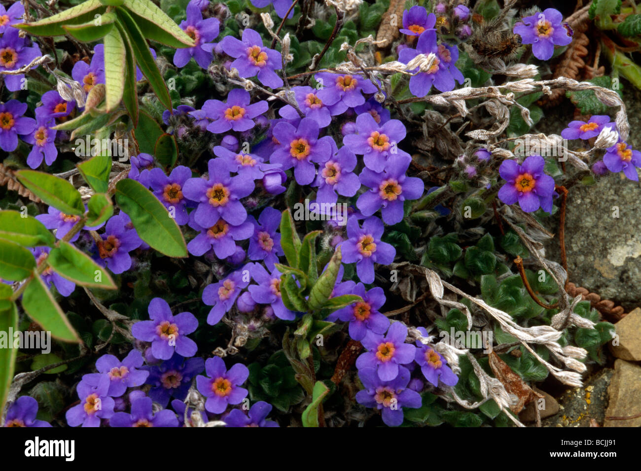 Alaska forget me not hi-res stock photography and images - Alamy