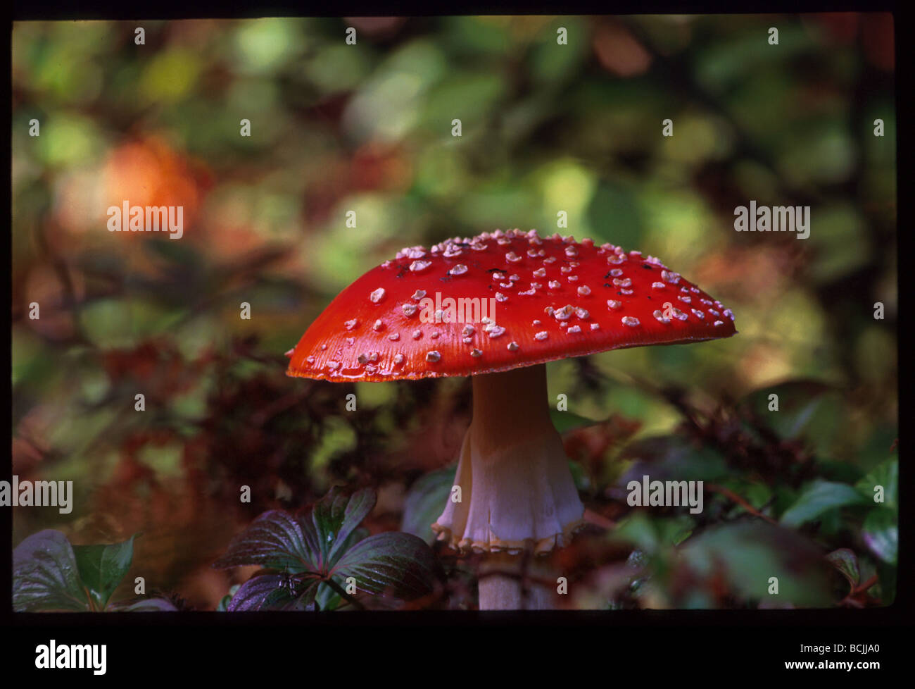 Mushroom summer portrait Stock Photo - Alamy