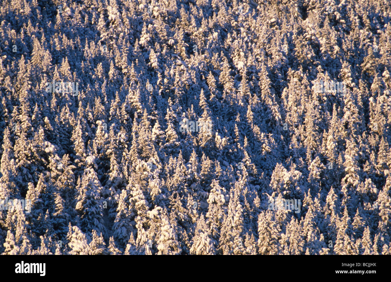 Aerial spruce forest hi-res stock photography and images - Alamy