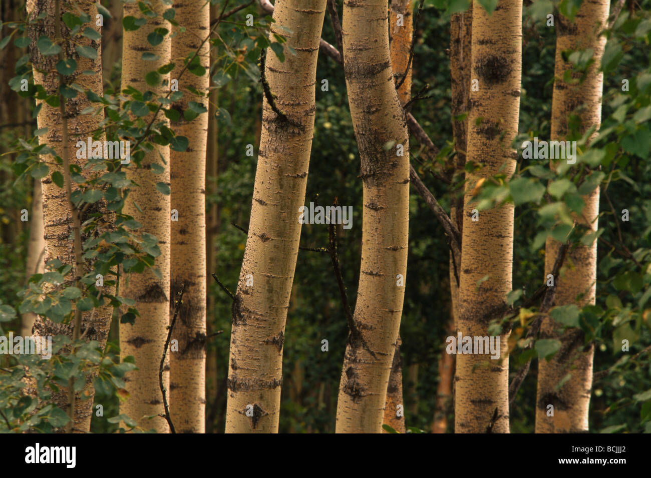 Alaska summer birch forest hi-res stock photography and images - Alamy