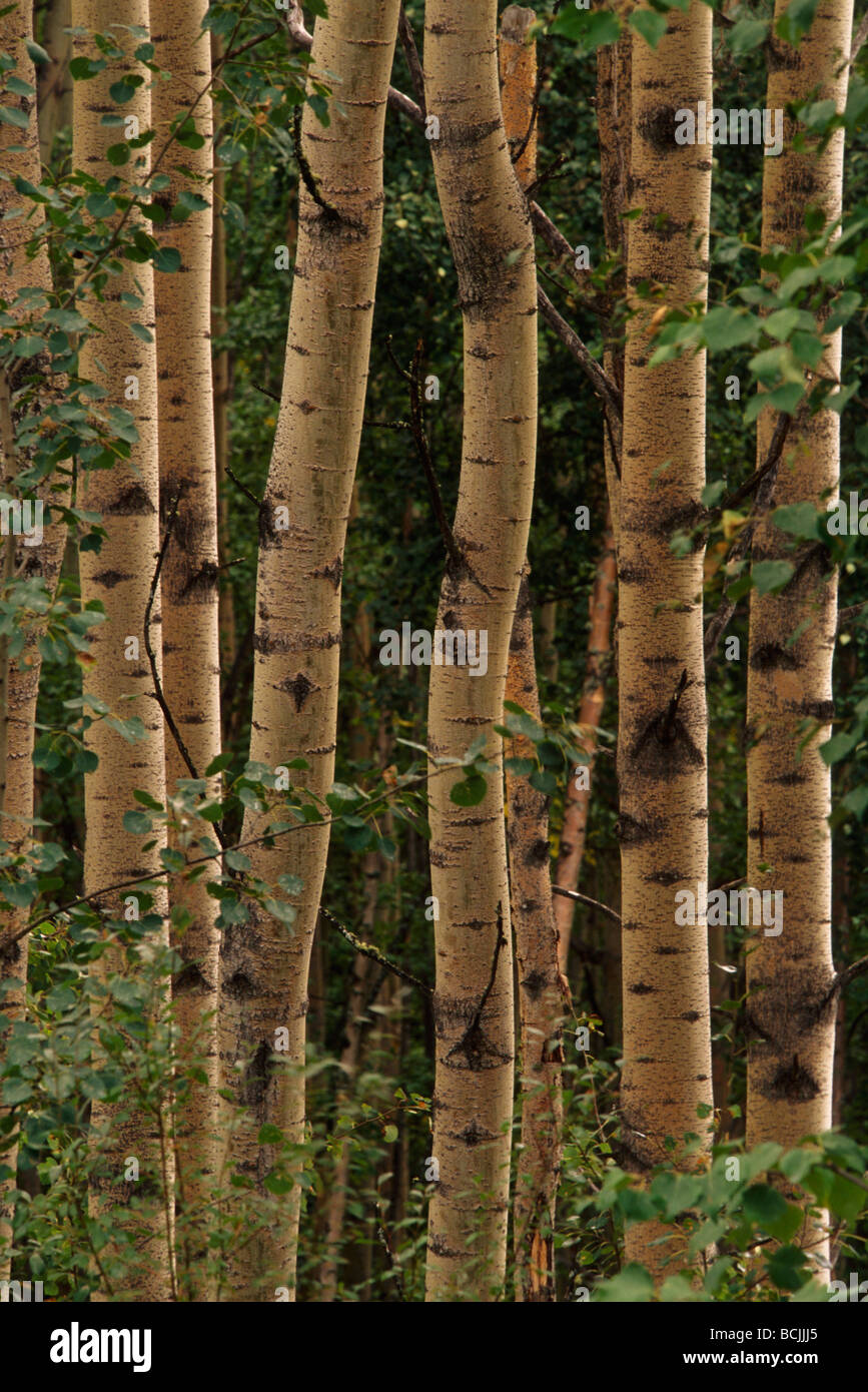 Alaska summer birch forest hi-res stock photography and images - Alamy