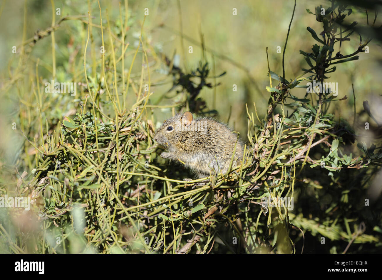 Mouse feeding hi-res stock photography and images - Alamy