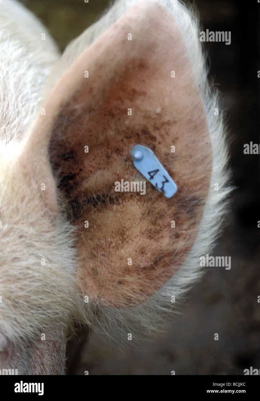 Pig ears hi-res stock photography and images - Alamy