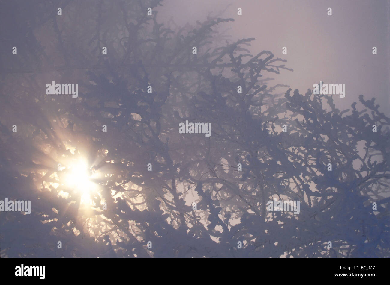 Sun Shining through Frosted Trees / Fog Southcentral AK Scenic Stock ...