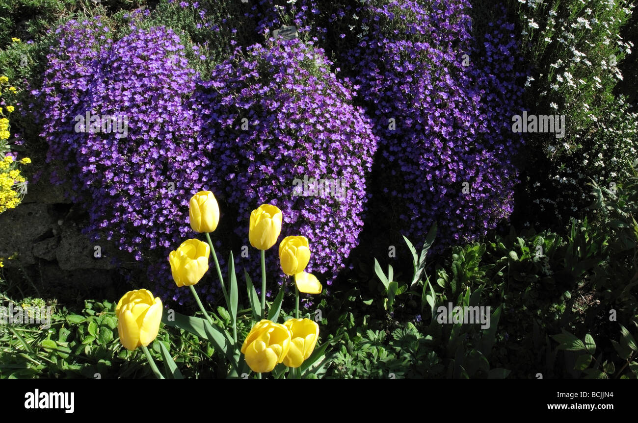 Rock Cress or false rockcress or purple rockcress or Lilacbush common ...