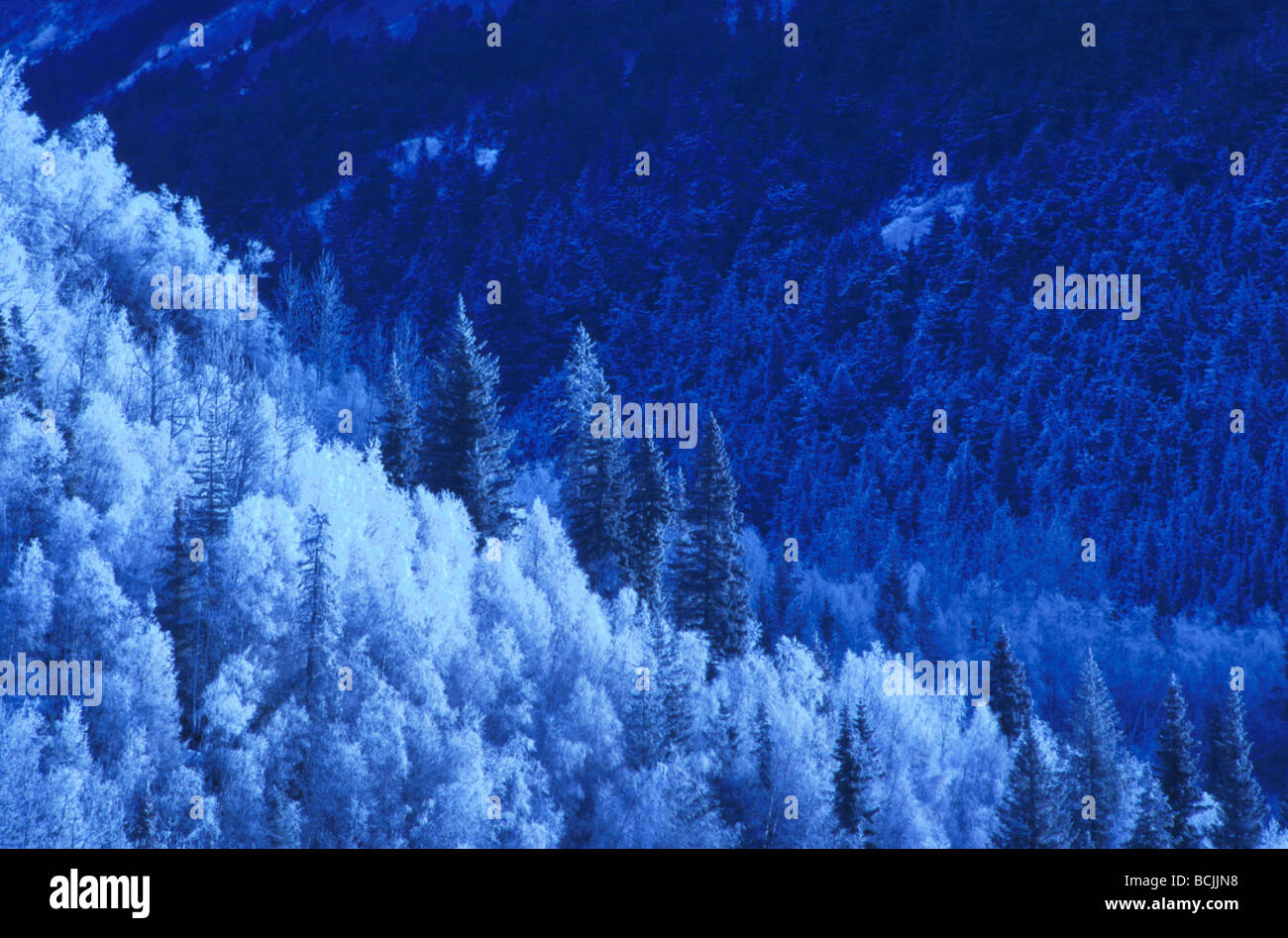 Frosted Forest along Seward Hwy Kenai Peninsula Alaska Stock Photo - Alamy