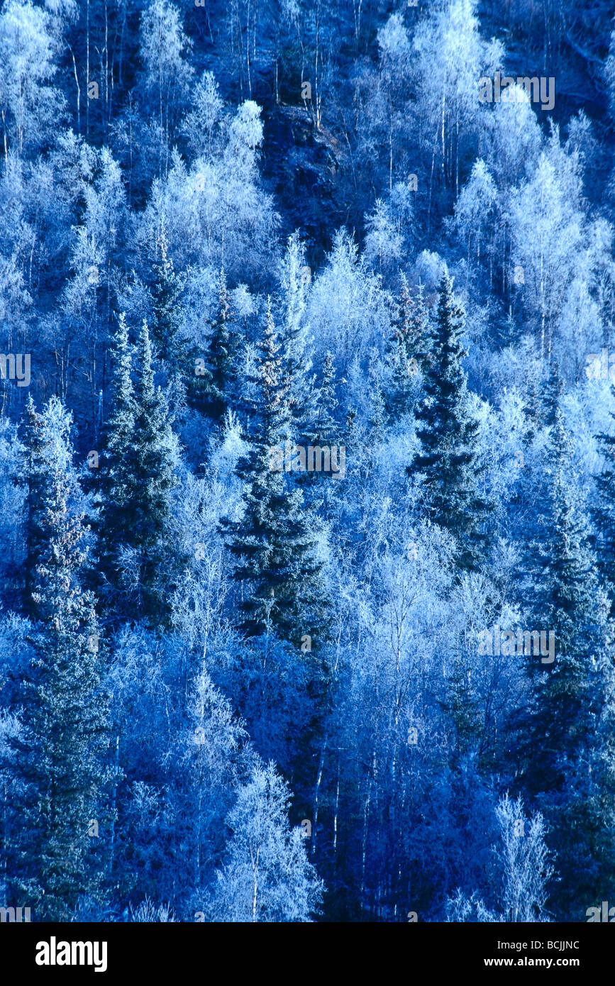 Frosted Forest along Seward Hwy Kenai Peninsula Alaska Stock Photo - Alamy