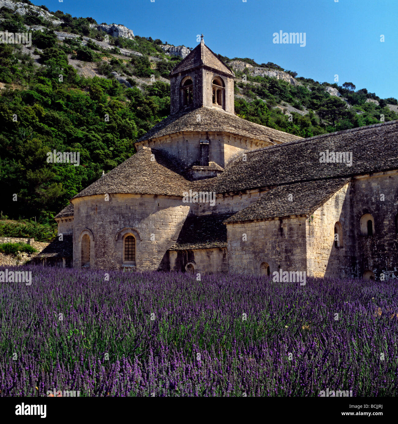 The Senanque Abbey with lavender fields in the Vaucluse Provence Stock ...