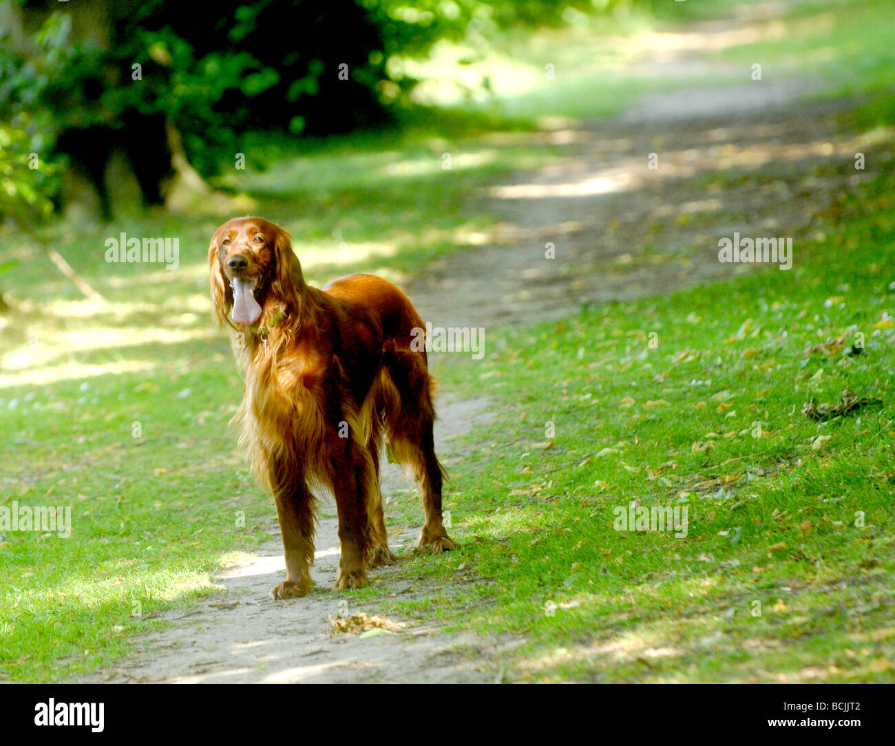 Red setter hi-res stock photography and images - Alamy
