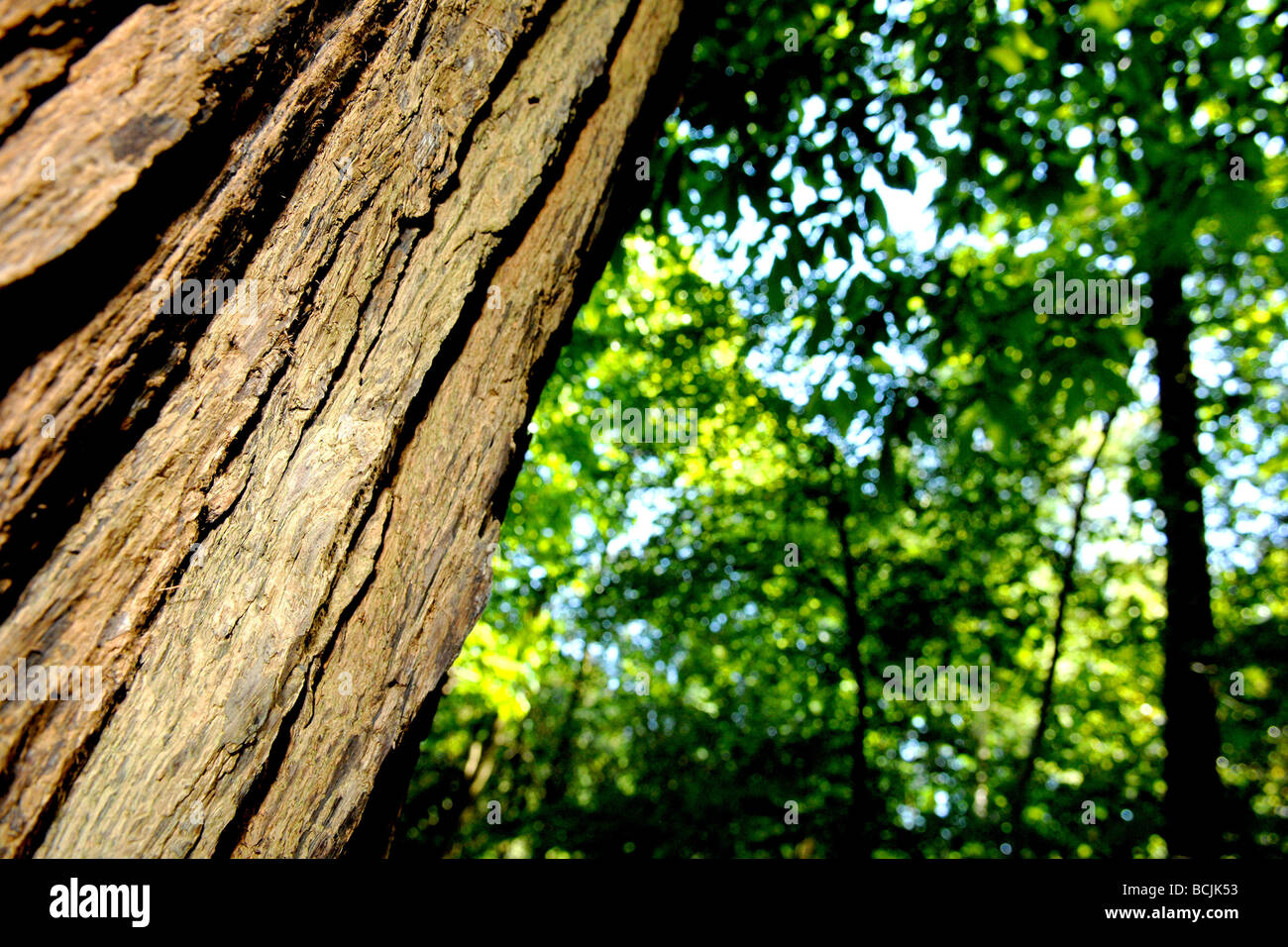 tree wood forest leaf bark Stock Photo - Alamy