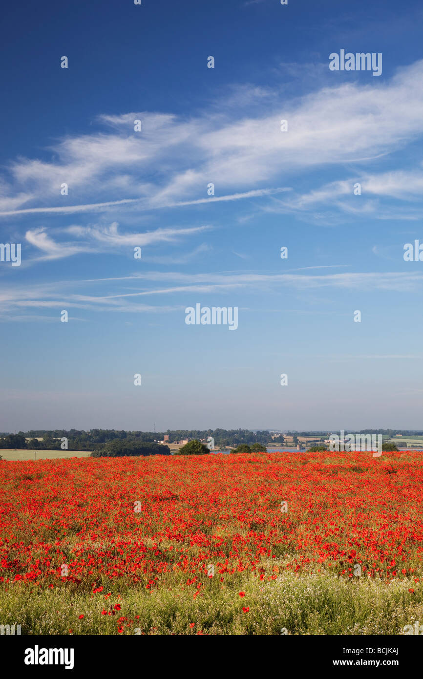 Poppy Field, Northamptonshire, England, UK Stock Photo - Alamy