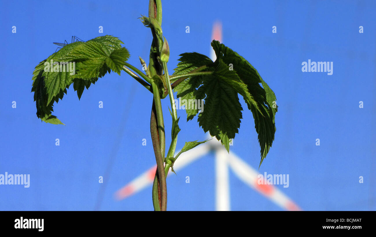 common humulus lupulus hop plantation Stock Photo - Alamy
