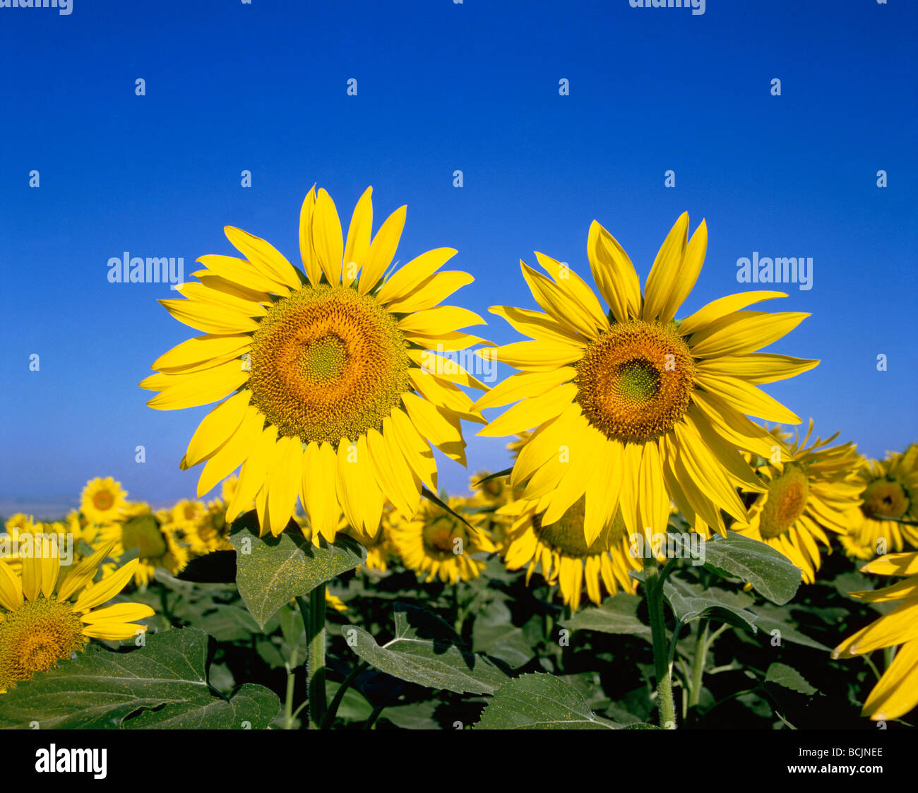 Collection of sunflowers hi-res stock photography and images - Alamy
