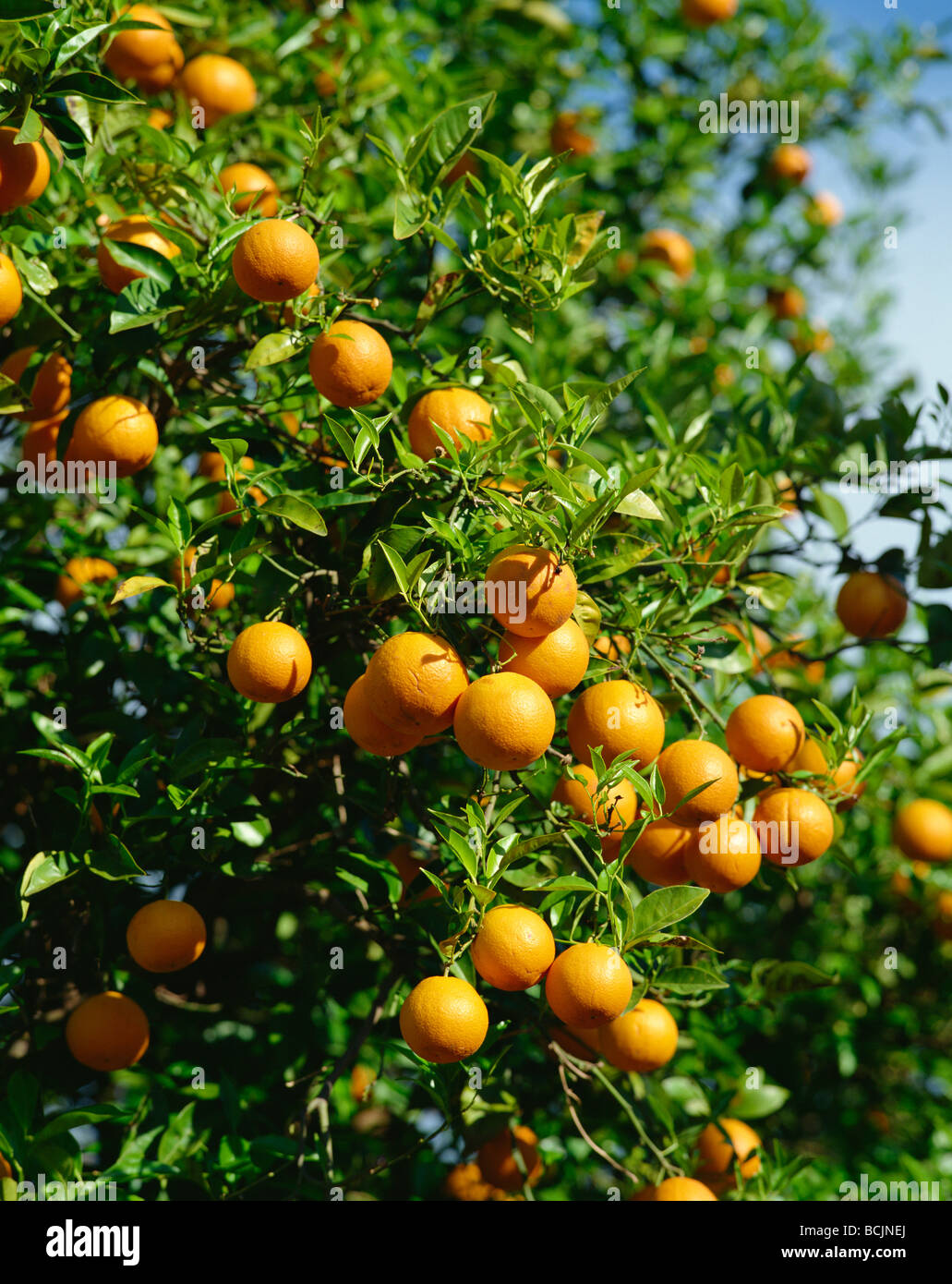 Spain, Andalucia, Orange Trees Stock Photo - Alamy