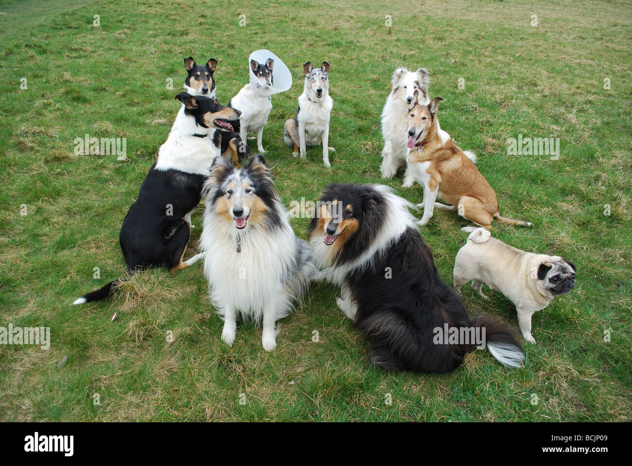 Bunch dogs hi-res stock photography and images - Alamy