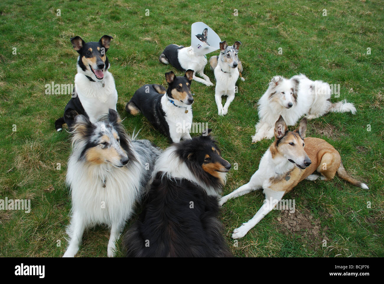 Bunch dogs hi-res stock photography and images - Alamy