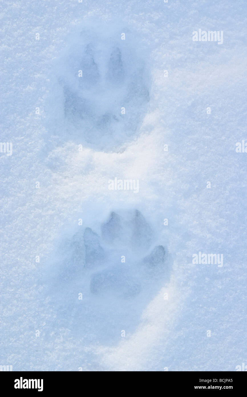 Close Up of Dog Paw Tracks on Snow Winter Alaska SC Stock Photo - Alamy