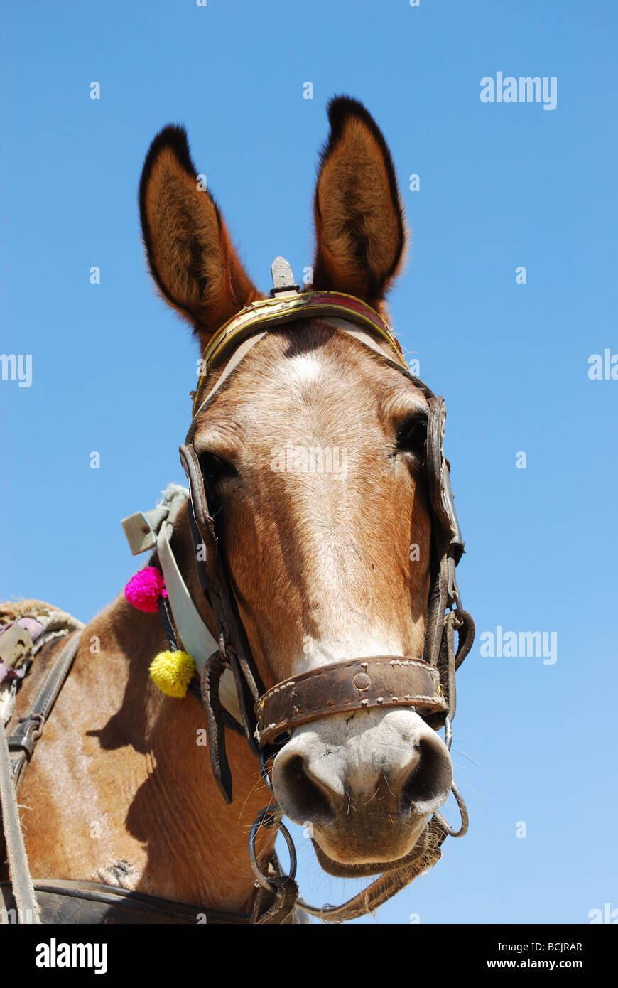 Donkey against blue sky Stock Photo - Alamy