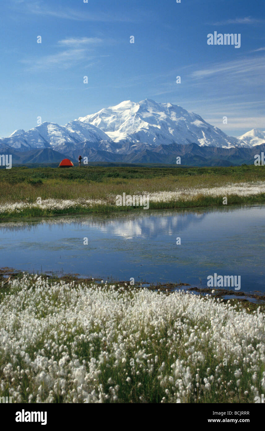 Mt denali flowers alaska hi-res stock photography and images - Alamy