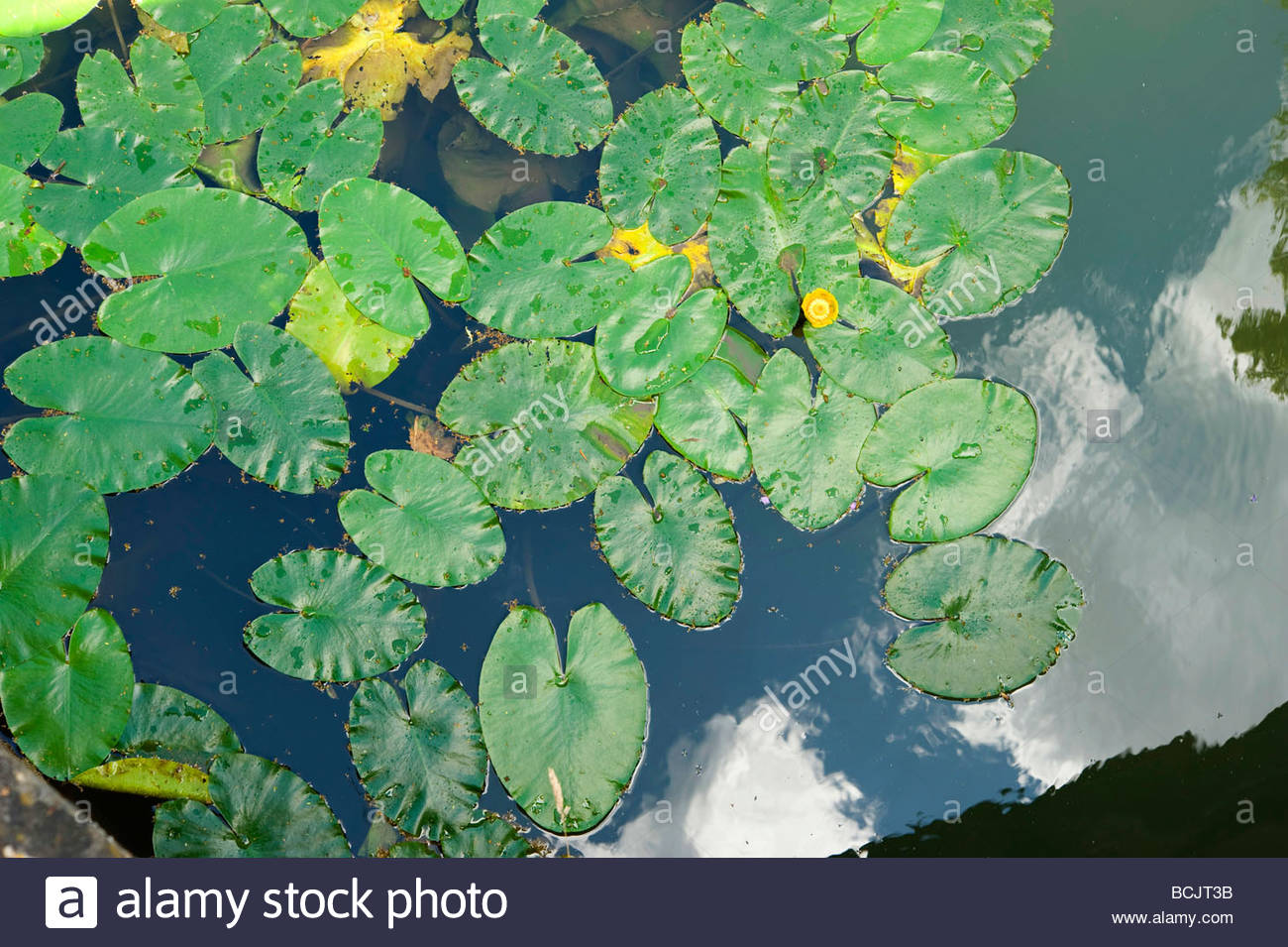 River Plants Uk High Resolution Stock Photography and Images - Alamy