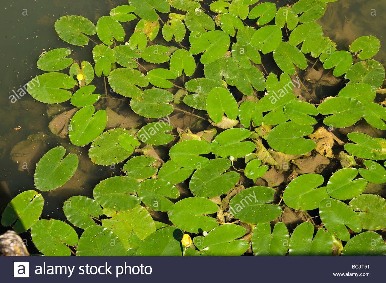 River Plants Uk High Resolution Stock Photography and Images - Alamy