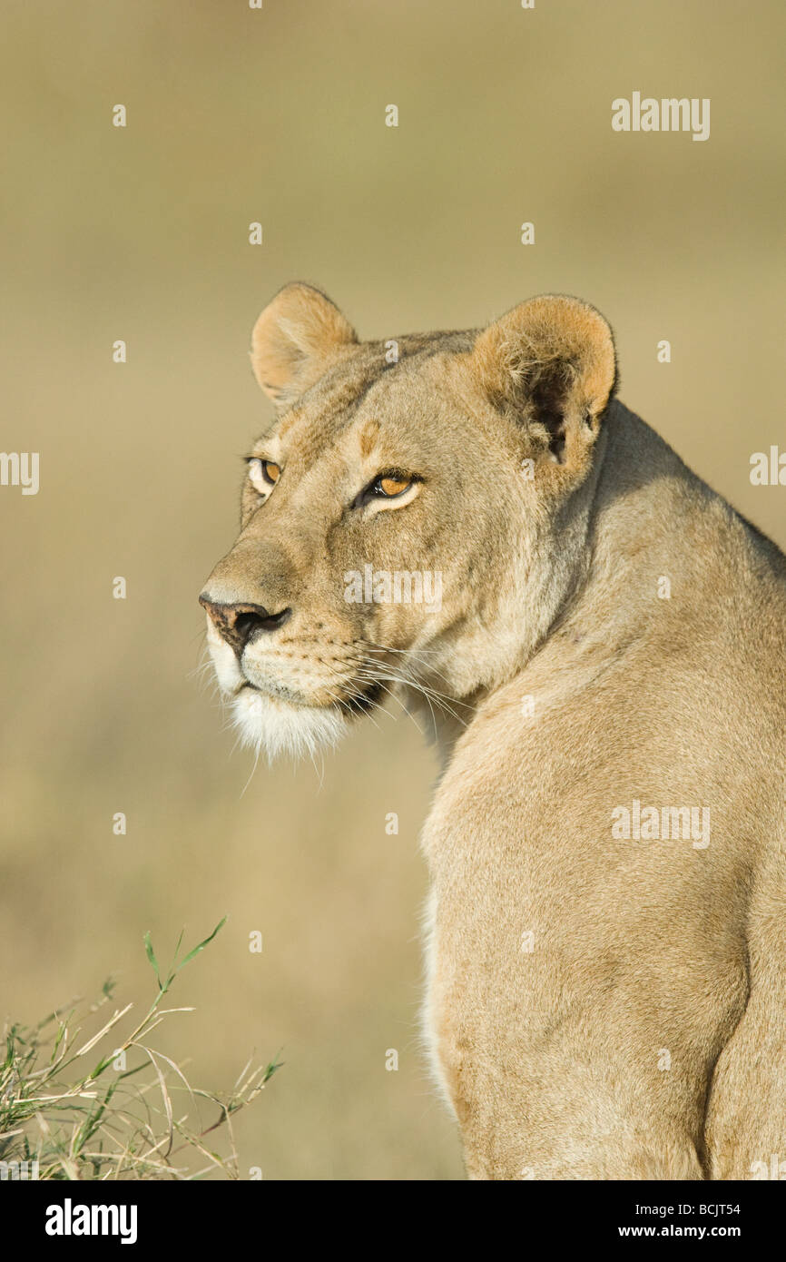 Portrait of a lioness Stock Photo - Alamy