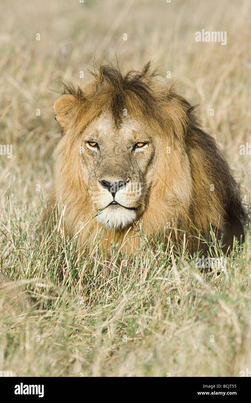Lion In Grass High Resolution Stock Photography and Images - Alamy