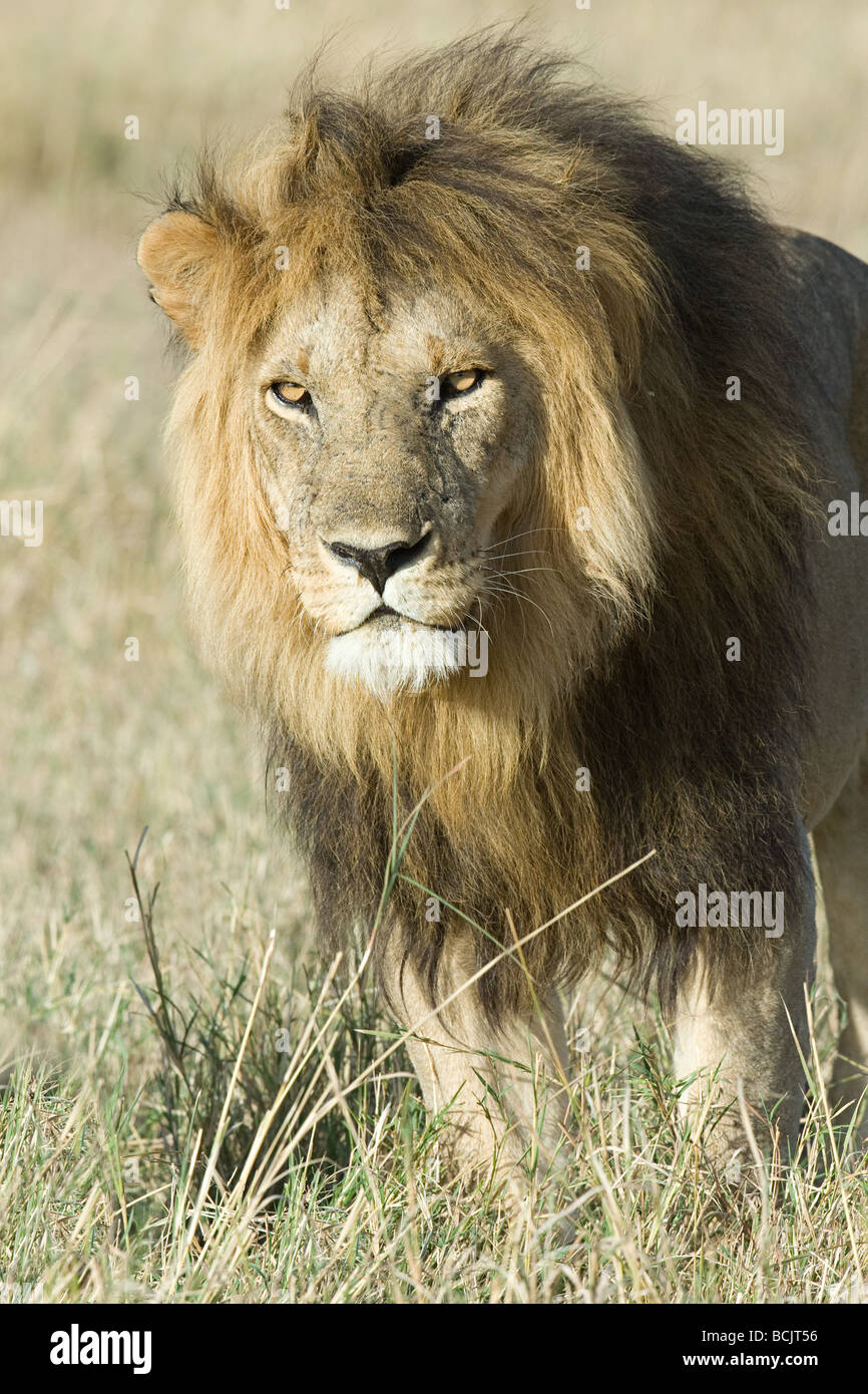 A lion in the grass Stock Photo - Alamy