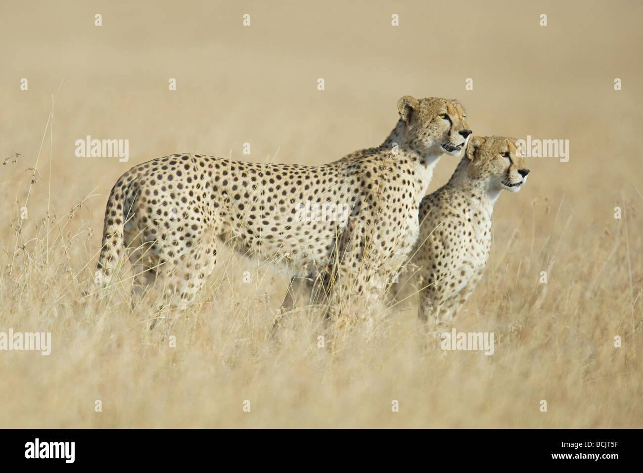 Two cheetahs in the grass Stock Photo - Alamy