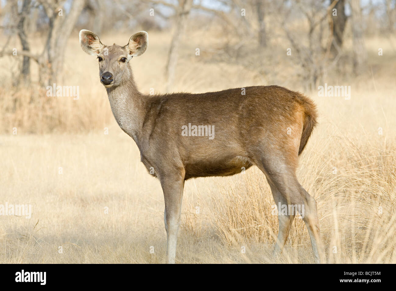 Asian Deer Species High Resolution Stock Photography and Images - Alamy