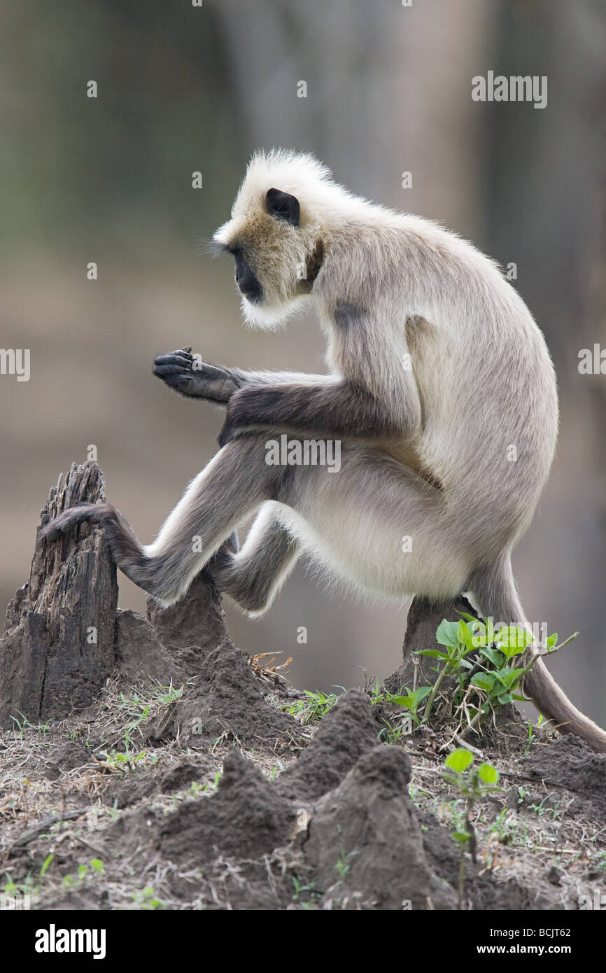 Monkey sitting on the tree hi-res stock photography and images - Alamy