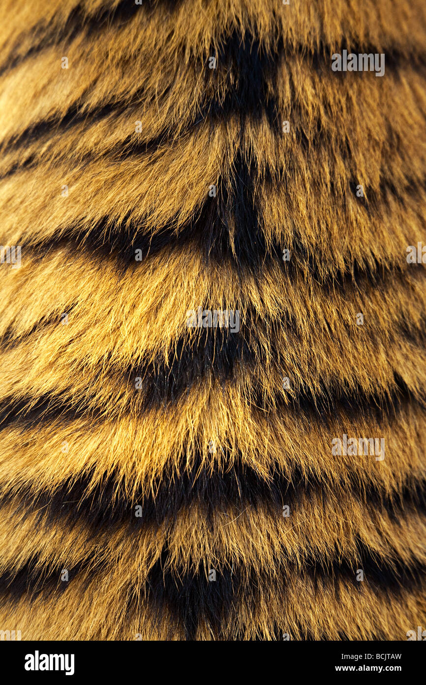 Striped Fur Stock Photos & Striped Fur Stock Images - Alamy