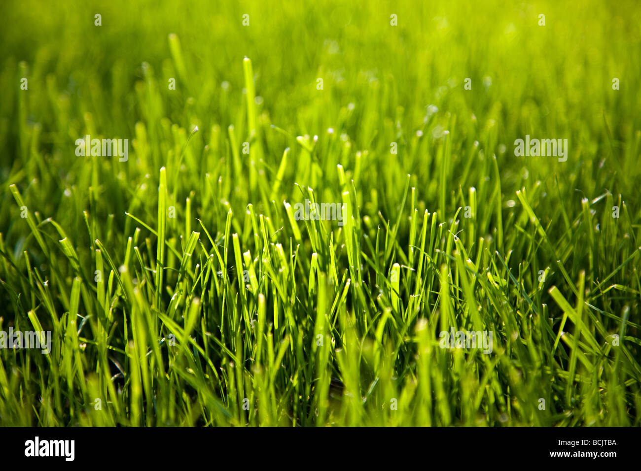 Image of grass hi-res stock photography and images - Alamy