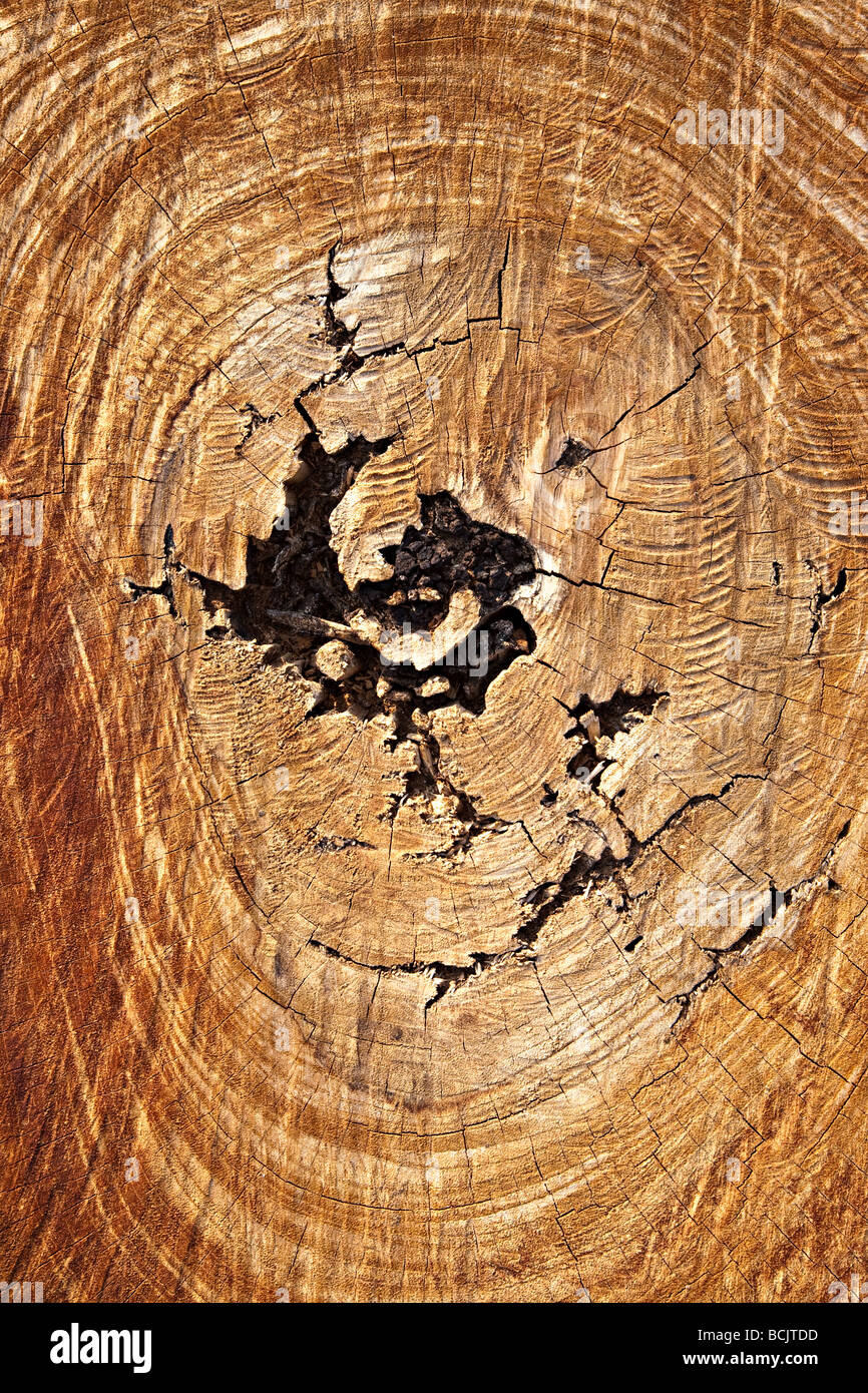 Overhead view tree stump hi-res stock photography and images - Alamy