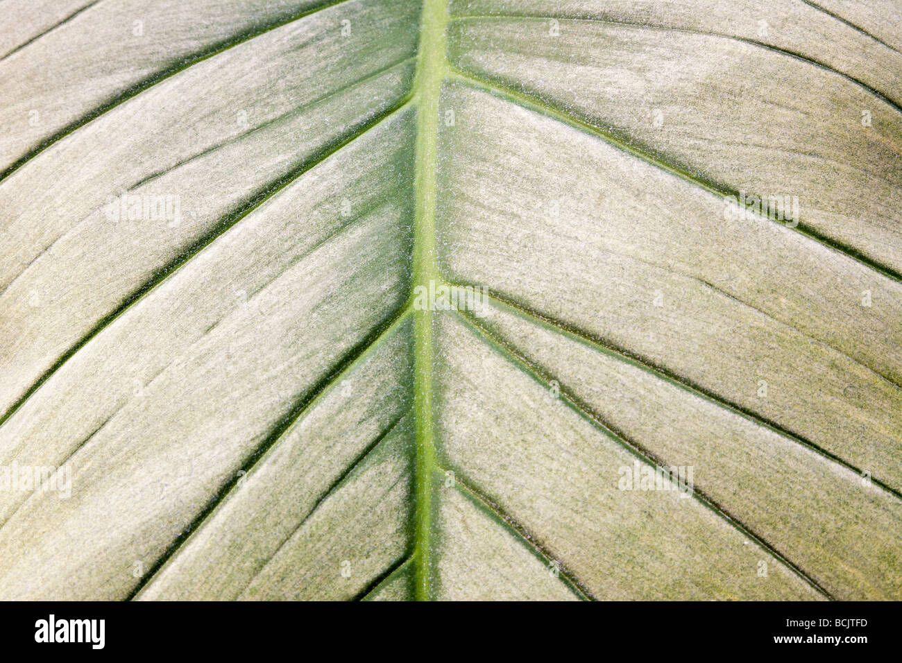 Close up of a leaf hi-res stock photography and images - Alamy