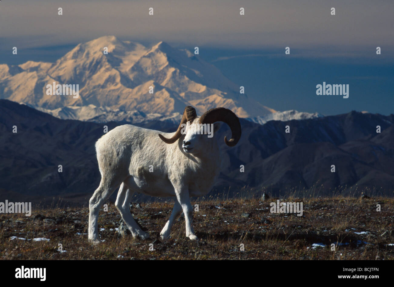Dall sheep ram Mt McKinley Primrose Ridge Denali NP AK Interior fall ...