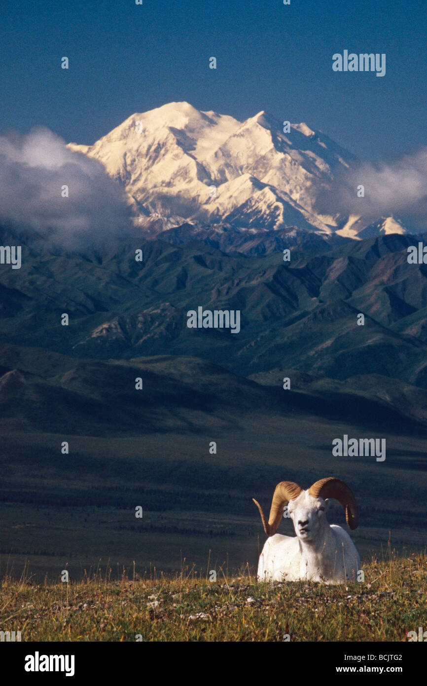 Dall sheep ram Mt McKinley Primrose Ridge Denali NP AK Interior fall ...