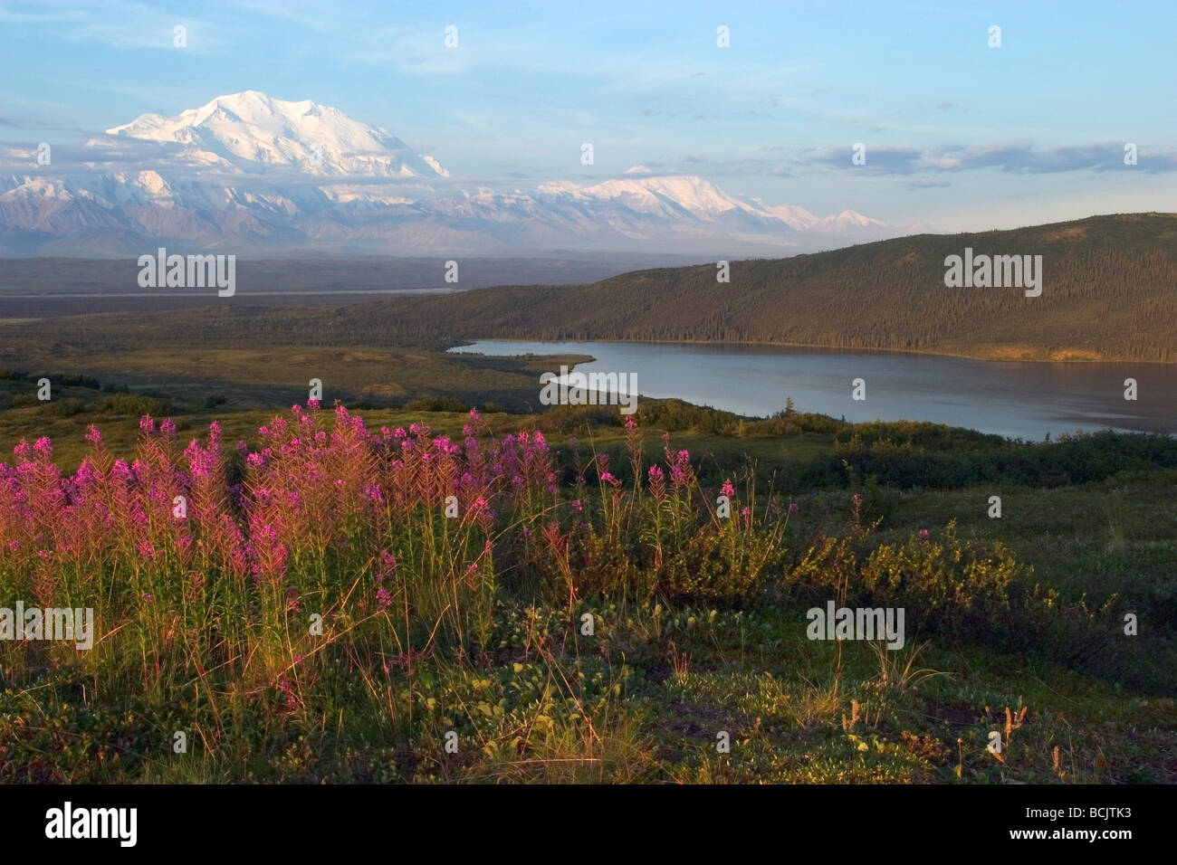 Denali mountain with fireweed hi-res stock photography and images - Alamy