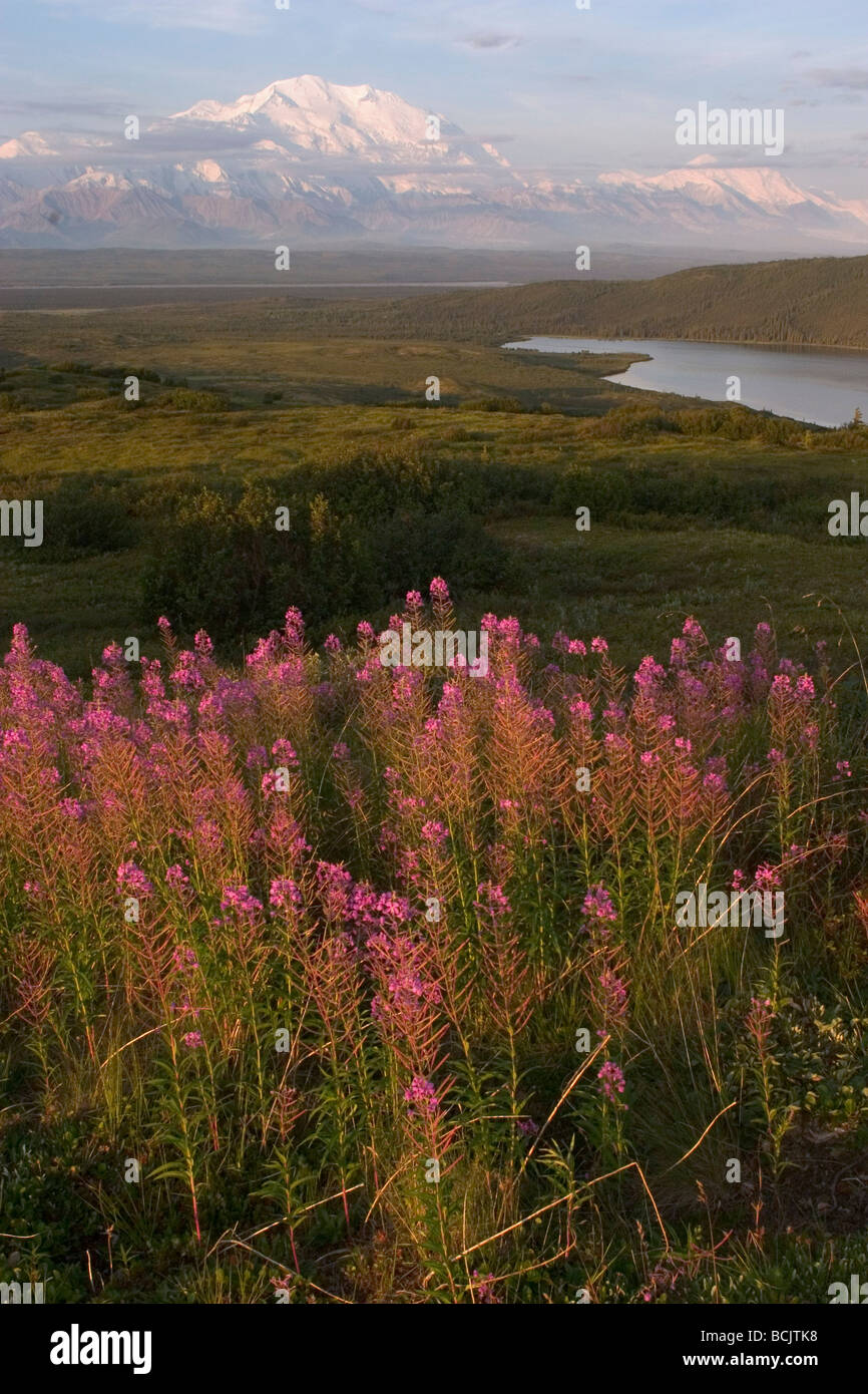 Denali mountain with fireweed hi-res stock photography and images - Alamy