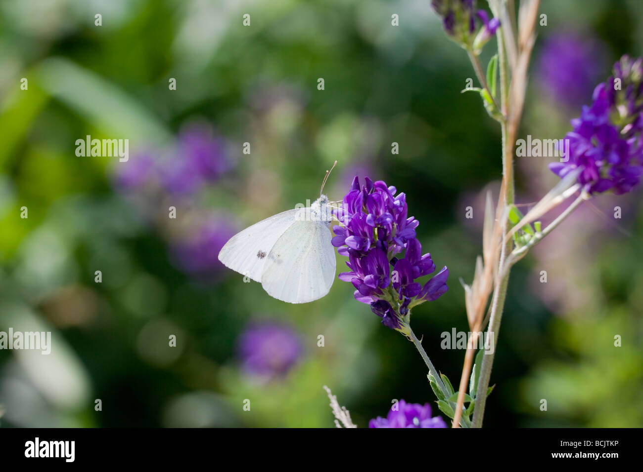 Closeup cabbage white butterfly hi-res stock photography and images - Alamy