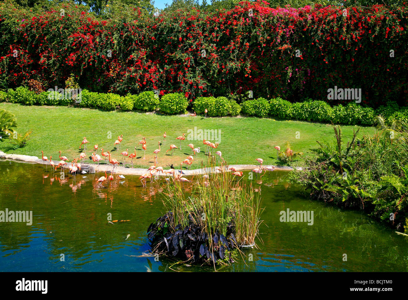 Flamingos in a Park Zoo in Florida,USA,America Stock Photo - Alamy